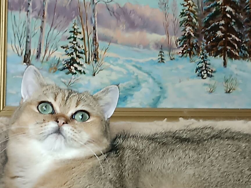 Золотая шиншилла кот