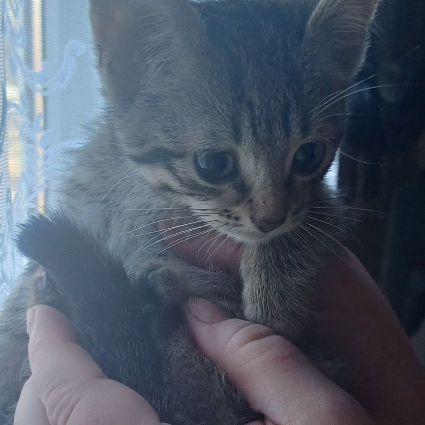 Кошка Брошечка