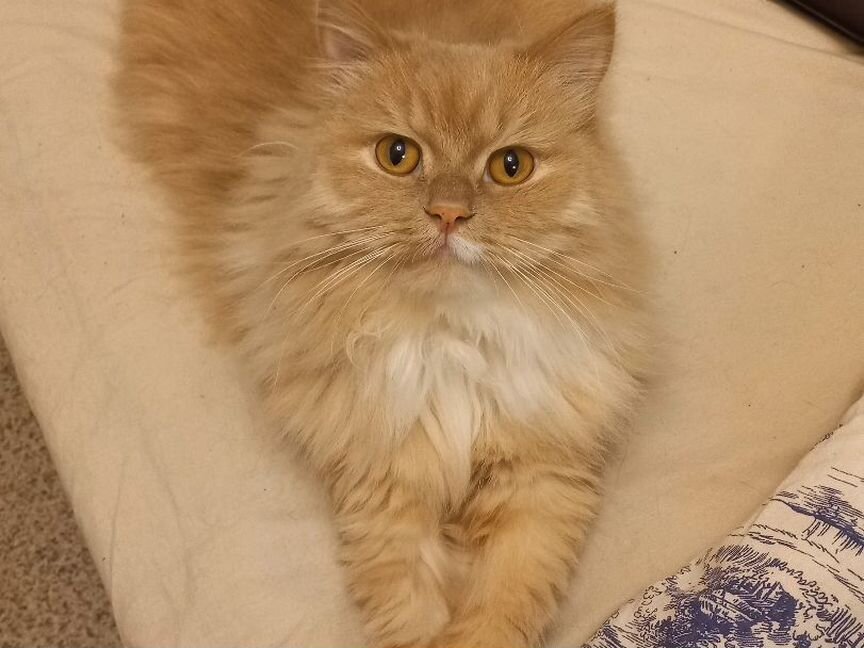 Отдам кота