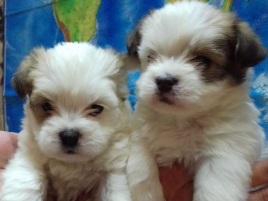 Биверята йорки