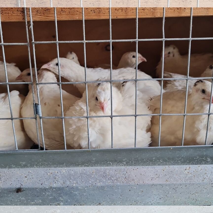 Перепела продажа