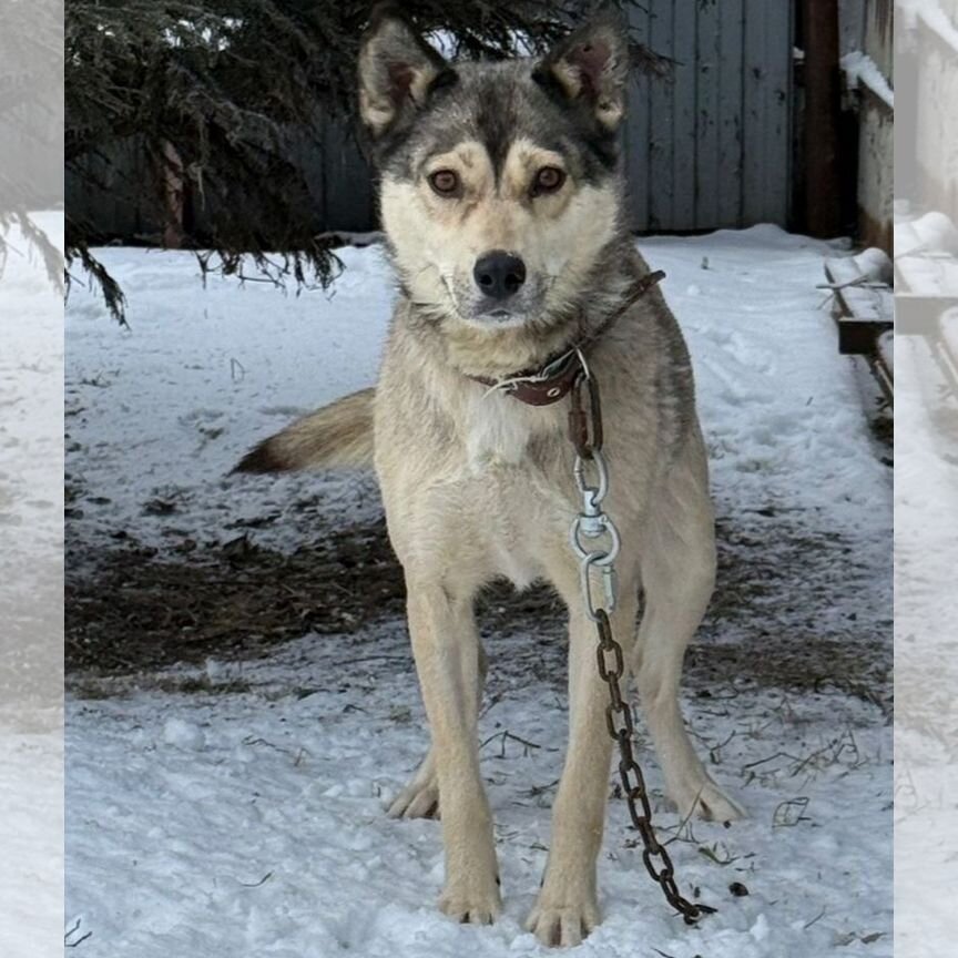 Взрослая собака в добрые руки