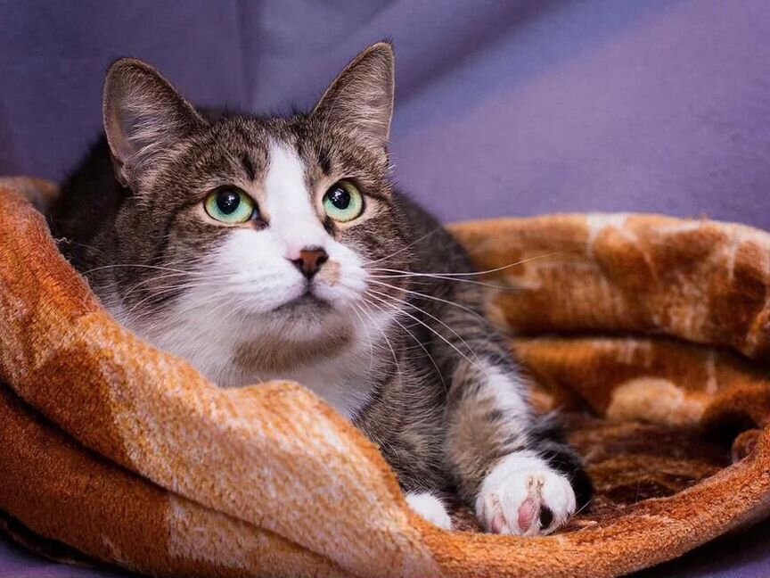 Приютская Зеленоглазая кошечка Флоки ждёт семью