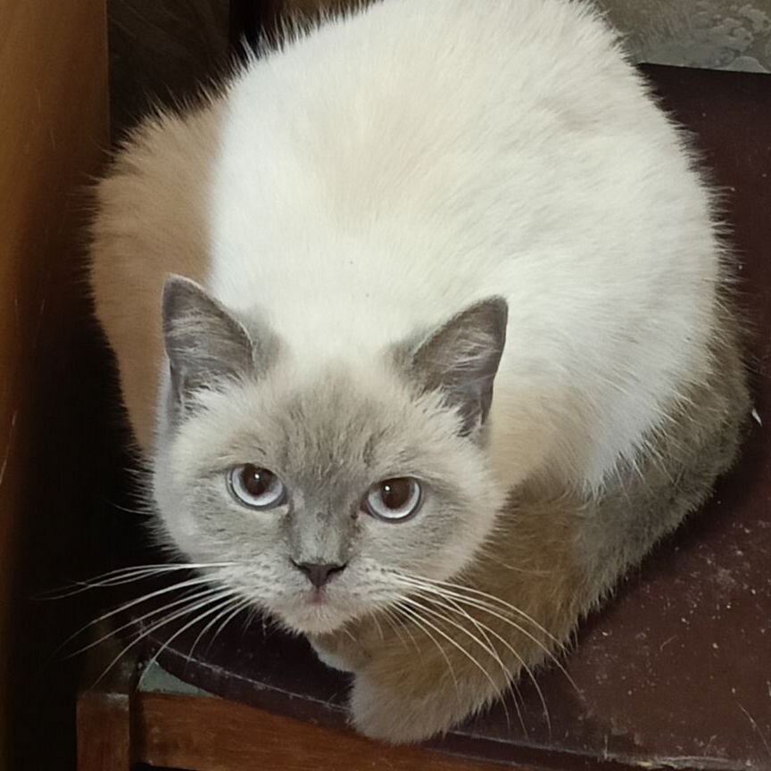 Сиамская кошка, взрослая