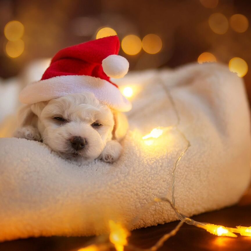 Бишон фризе, щенок