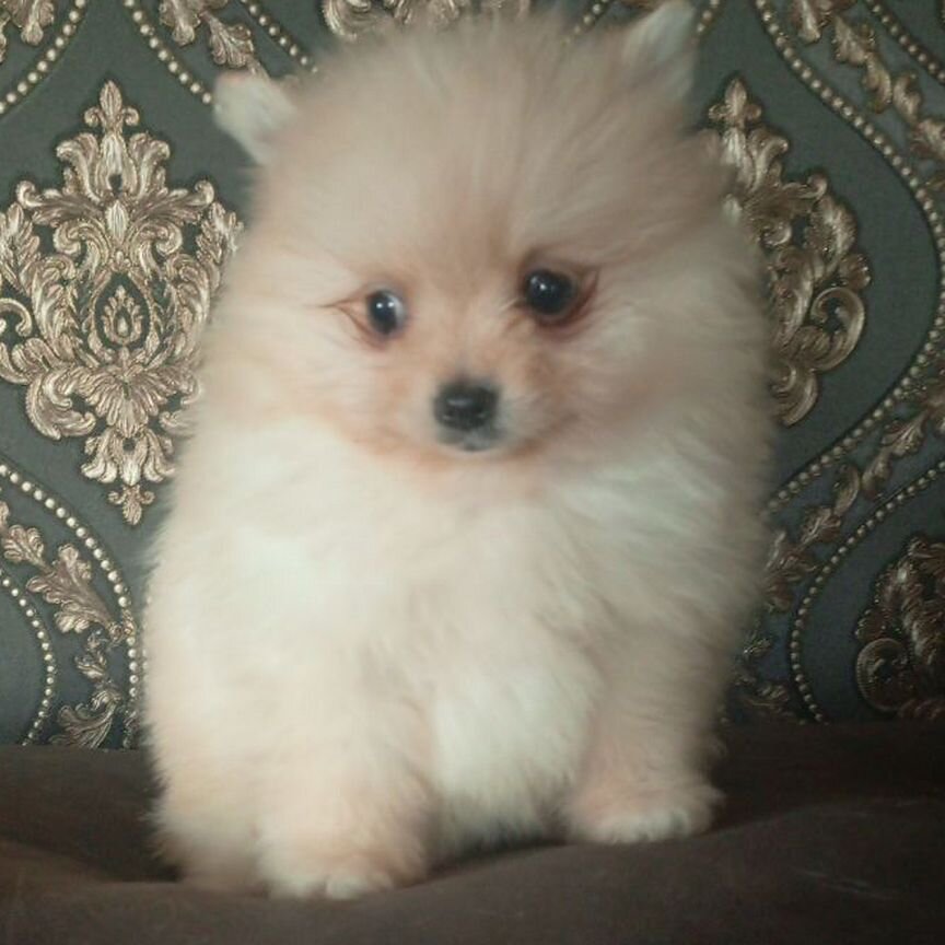 Померанский шпиц, щенок