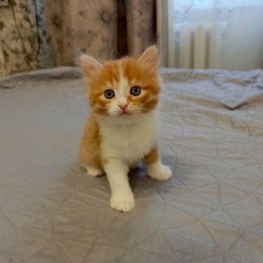 Отдам котовнука в заботливые руки
