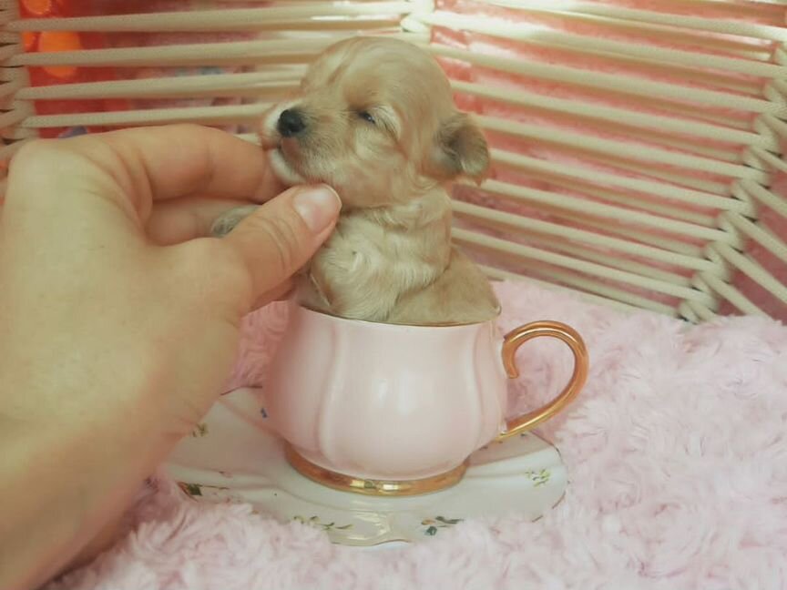 Резерв месячных микро мальтипу Ф1