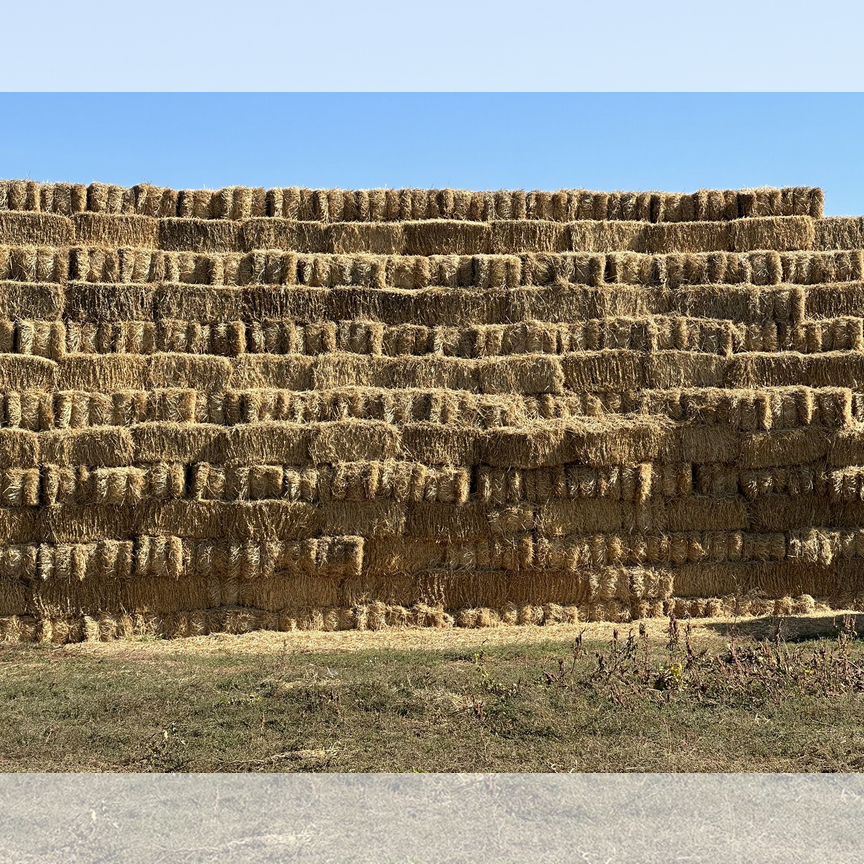 Салома пшеничная в тюках