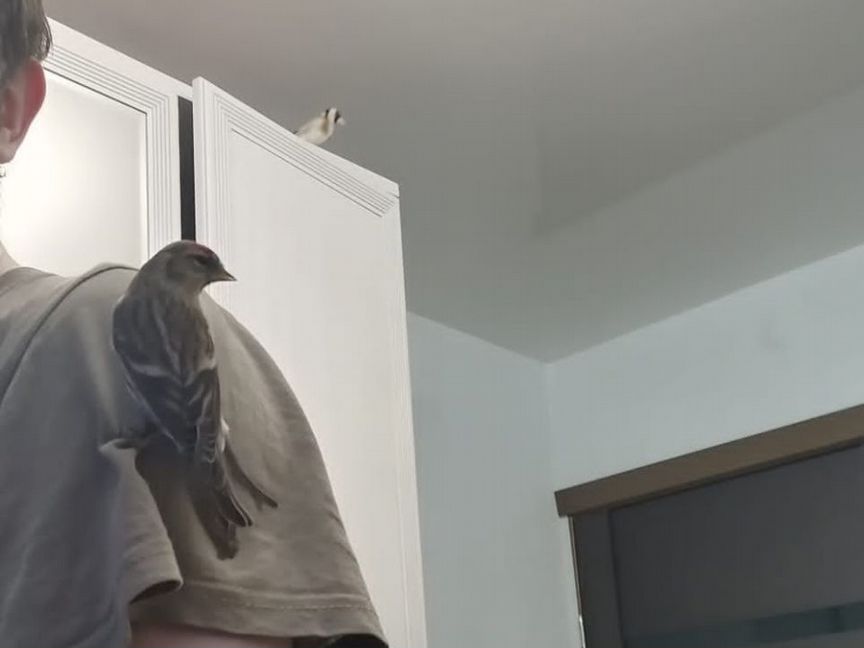 Щегол и чечетка