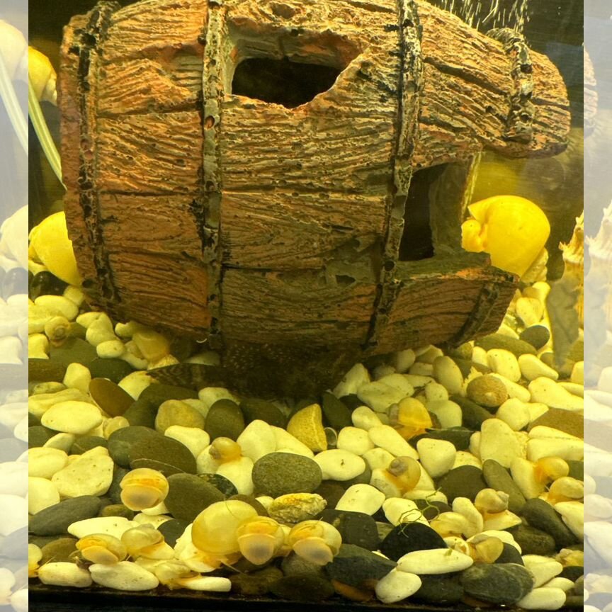 Улитки аквариумные ампулярии жемчужные