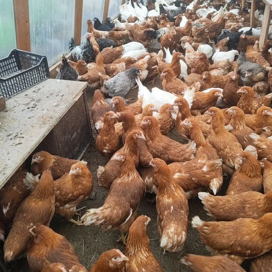 Куры молодки несушки доминант