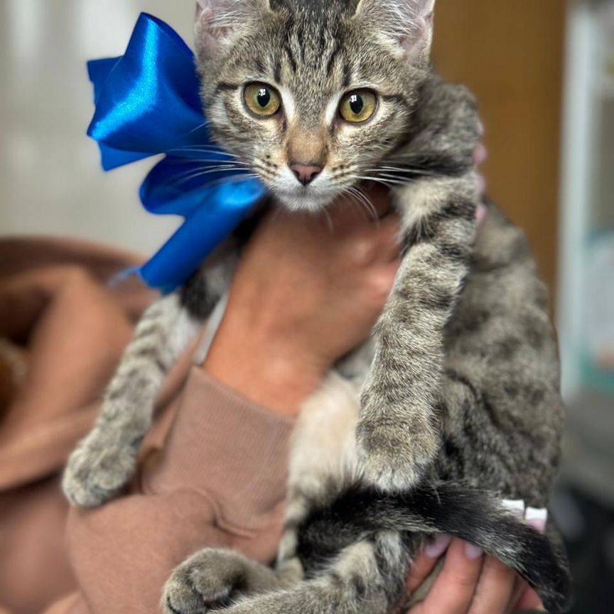 Котенок в добрые руки