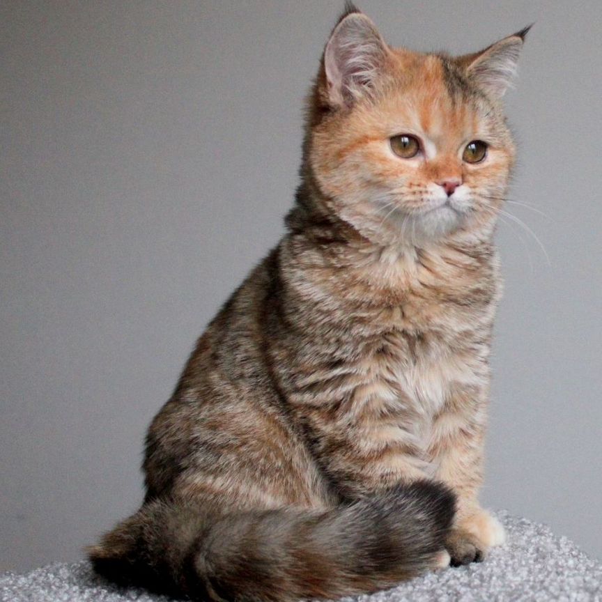 Британская короткошёрстная, взрослая кошка