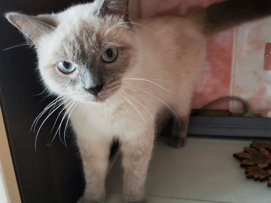 Котик ищет хороших хозяев