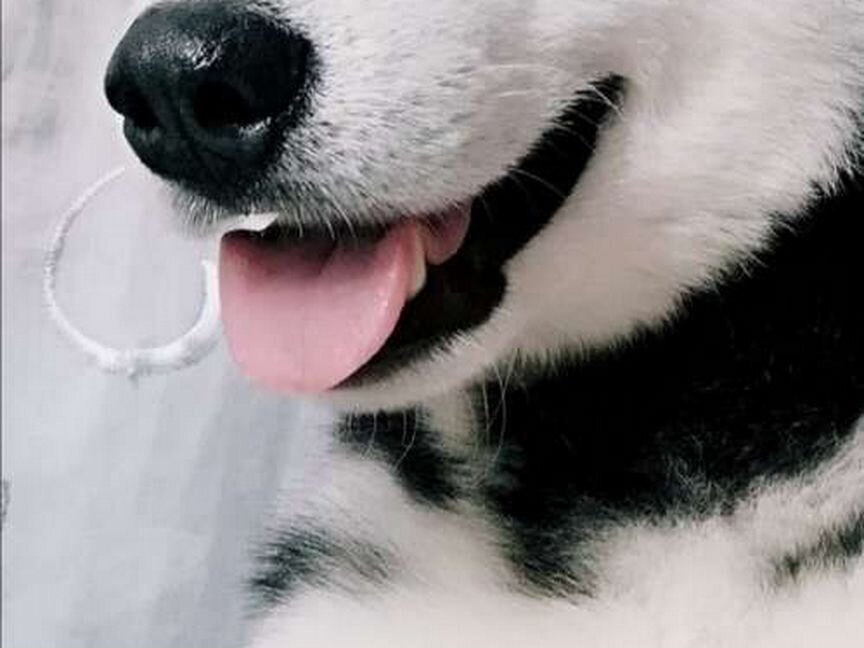 Сибирский хаски вязка