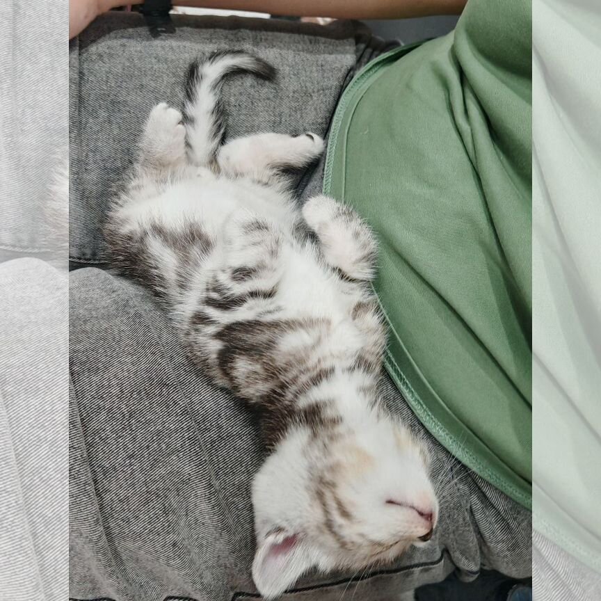 Шотландский вислоухий длинношёрстный котёнок