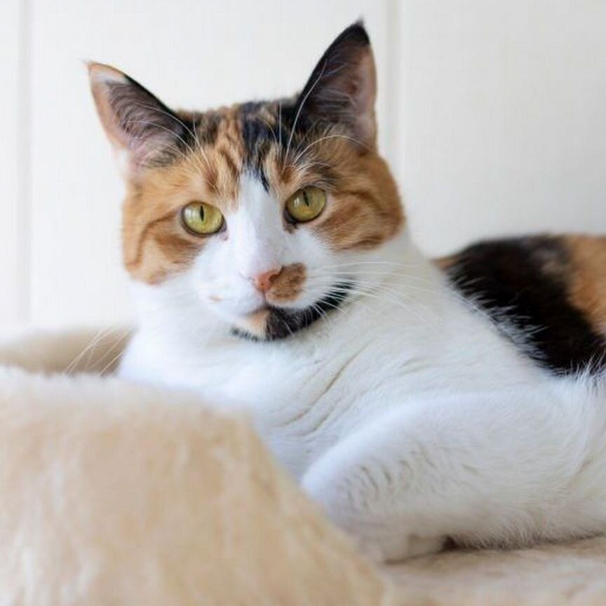 Милая Милка ищет родителей