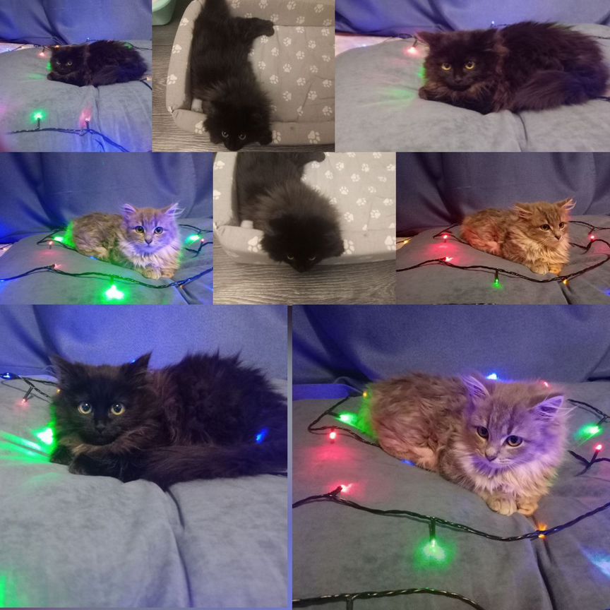 Сибирский котёнок