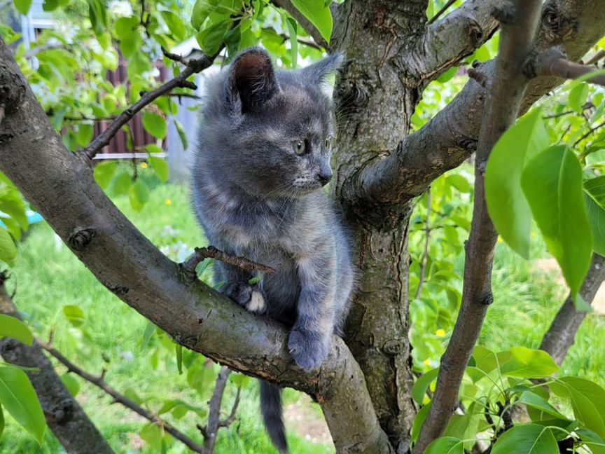 Серый ласковый котёнок