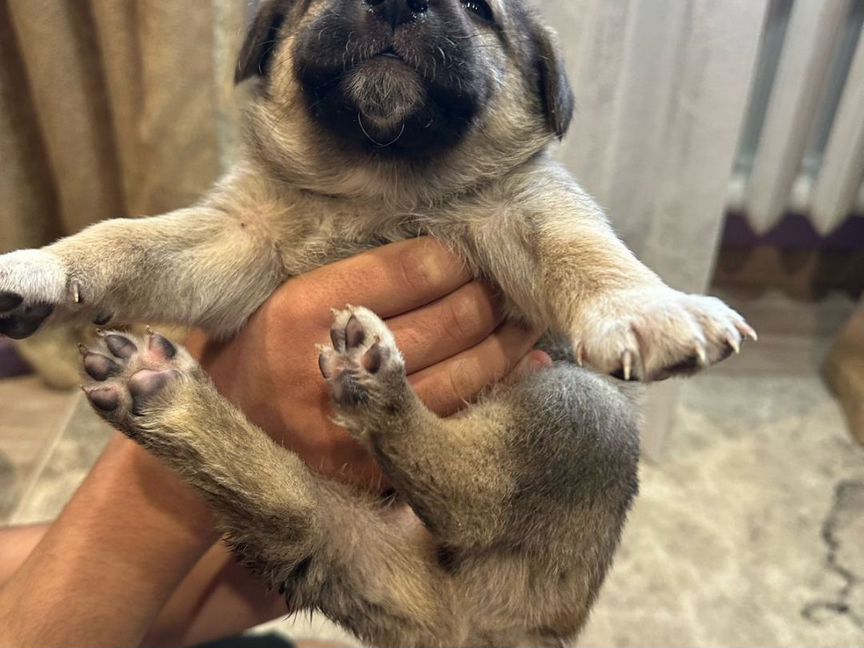 Маленькая собака немецкая овчарка