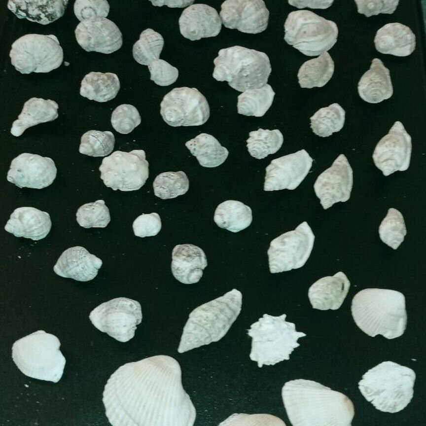 Черноморские ракушки для аквариума