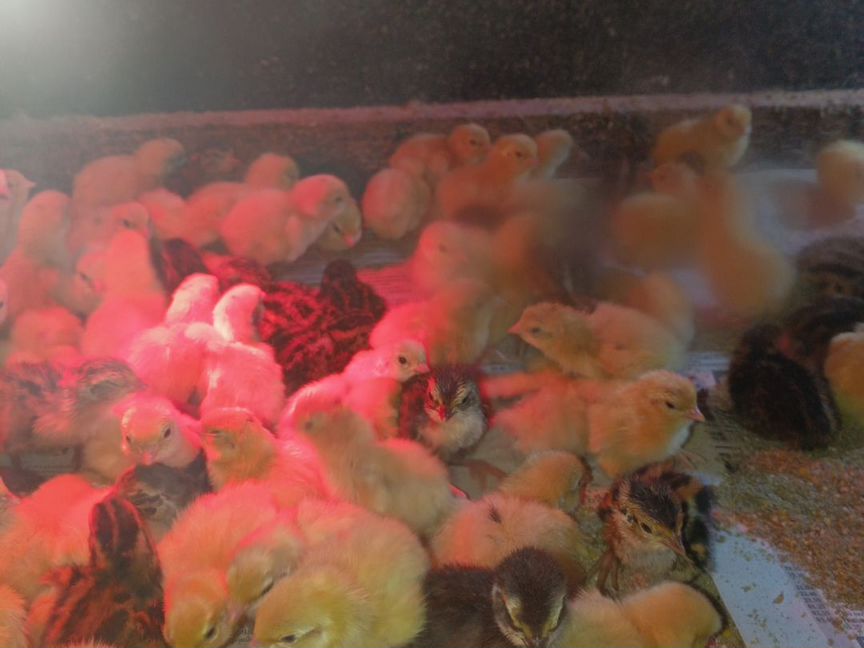 Перепел техасец и фараон