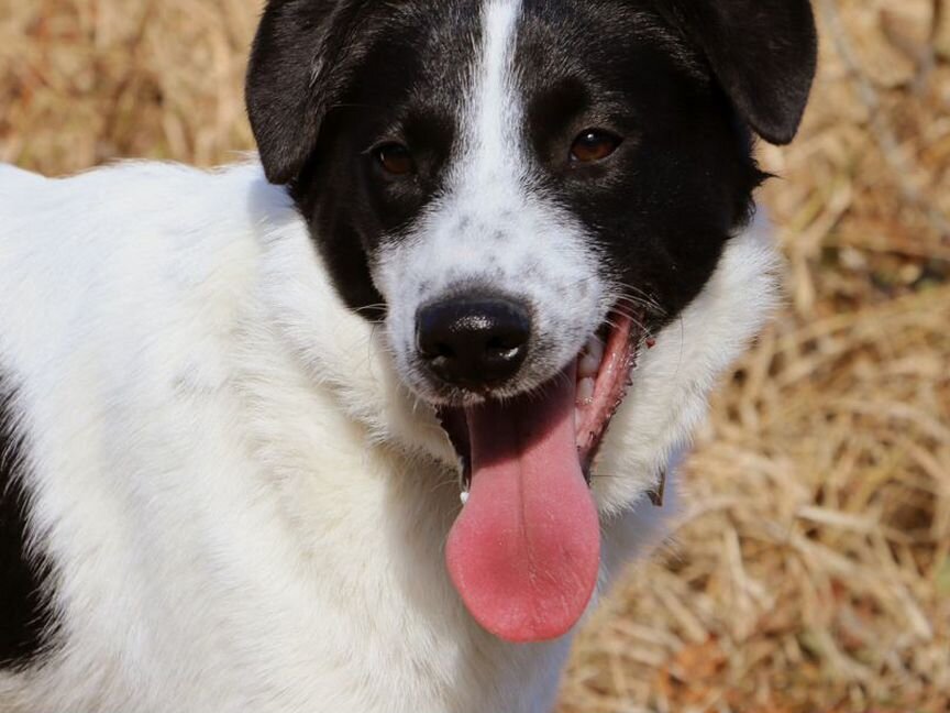 Щенок Милка в добрые руки