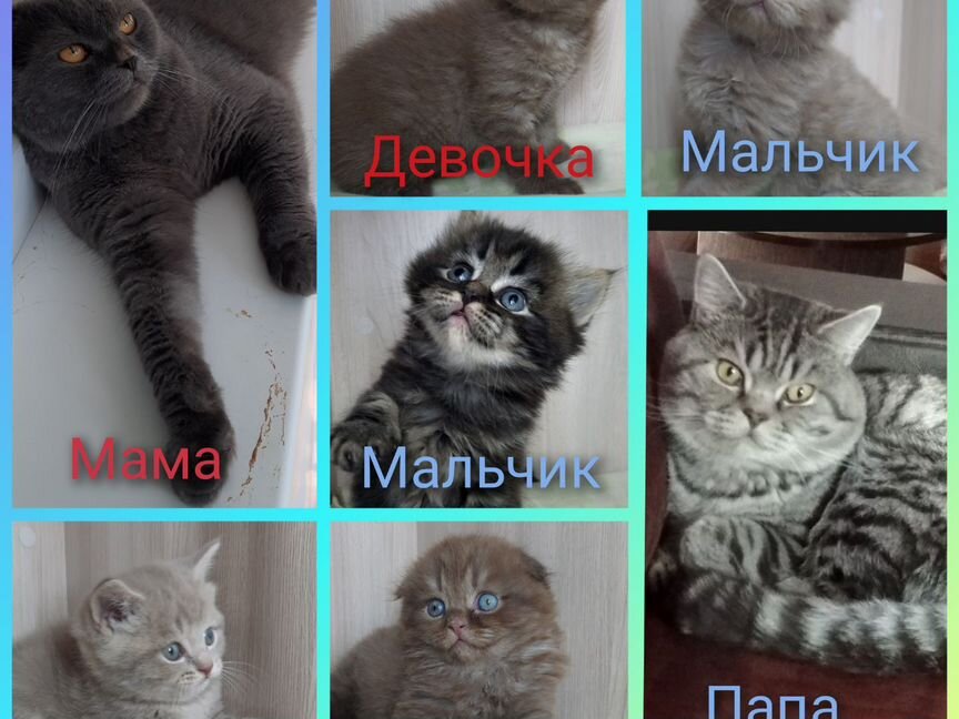 Шотландские котята