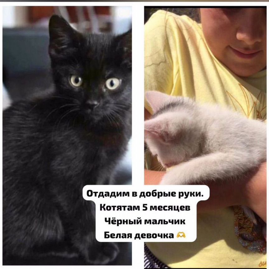 Котята 5 месяцев