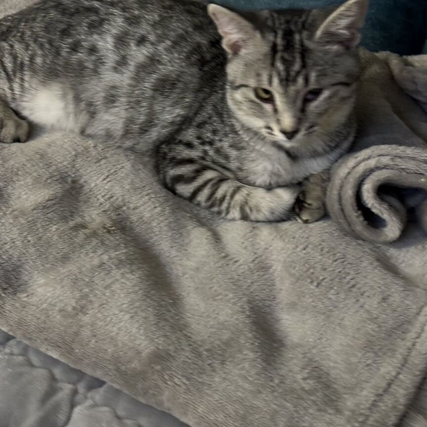 Котик