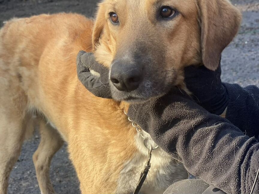 Собака мальчик