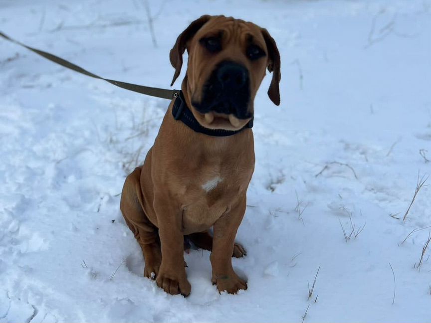 Южноафриканский бурбуль