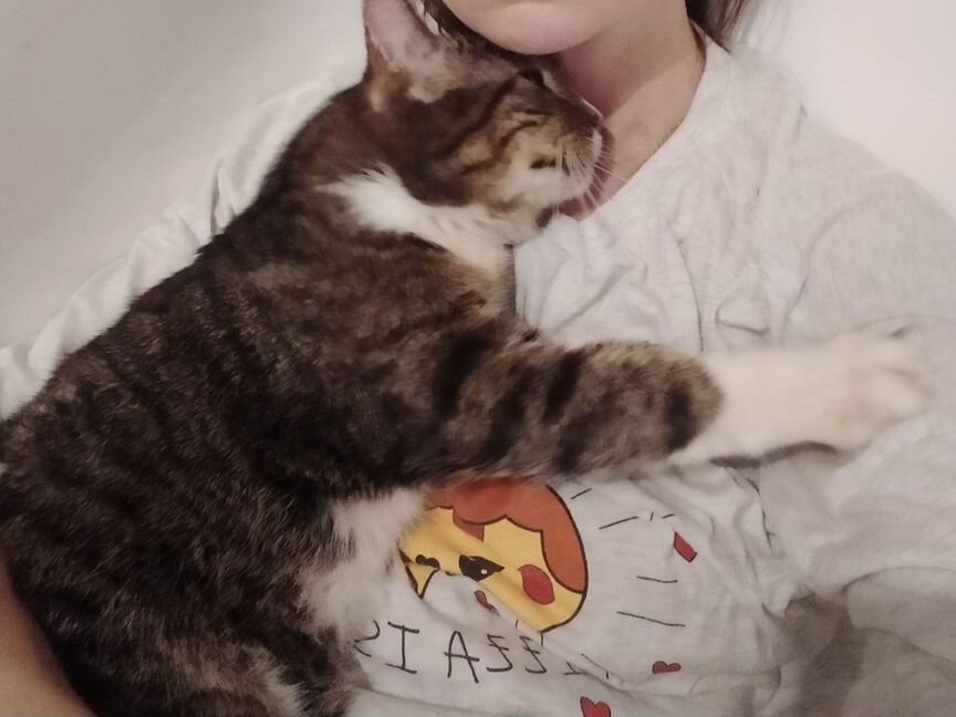 Кот нуждается в ласке и заботе