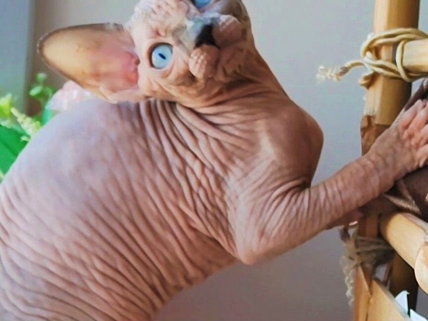 Канадский сфинкс Jewellery девочка