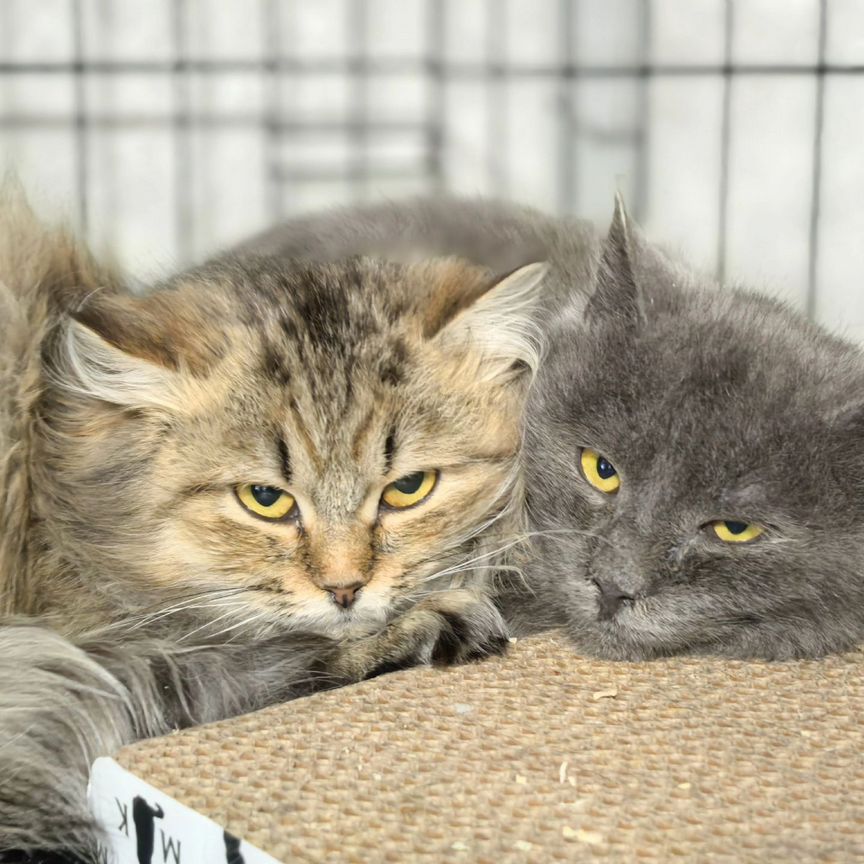 Кошки в добрые руки