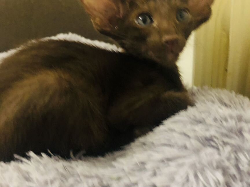 Ориентальнаые котята