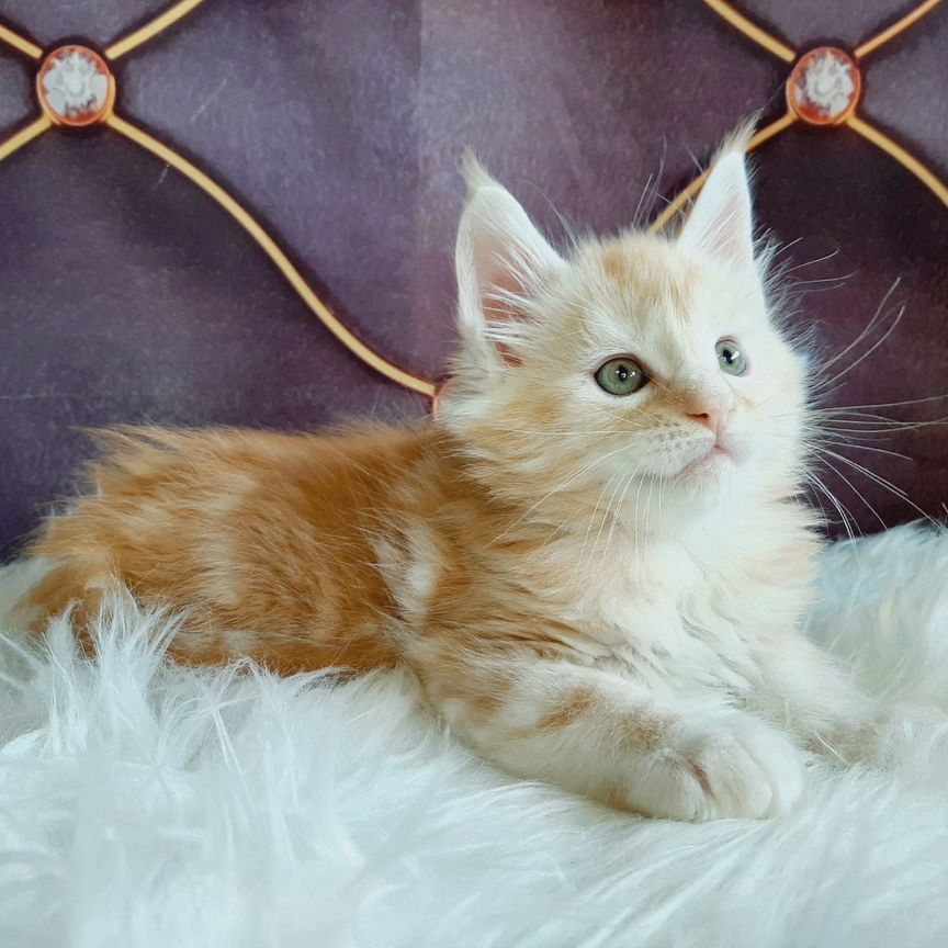 Котята Мейн-кун