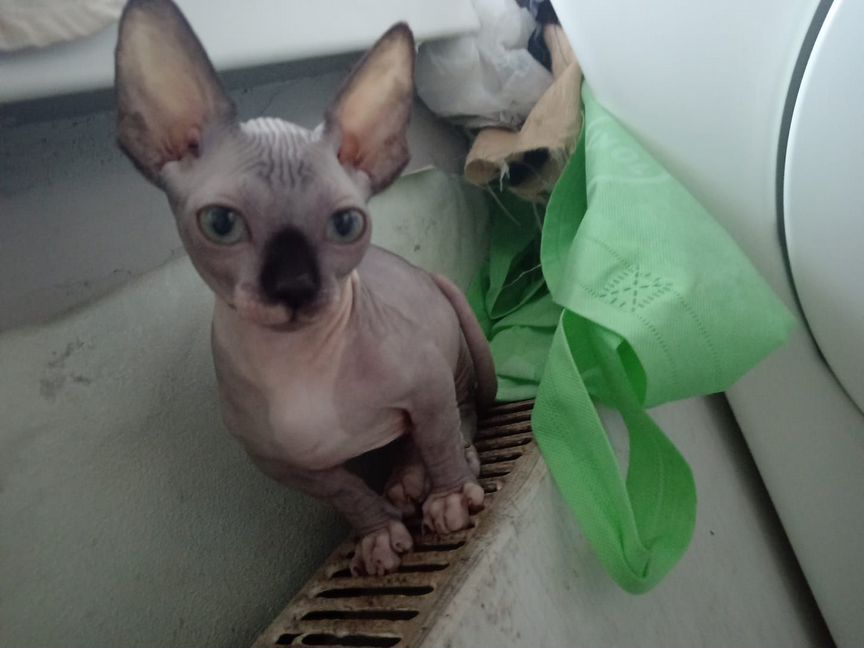 Бамбино сфинкс