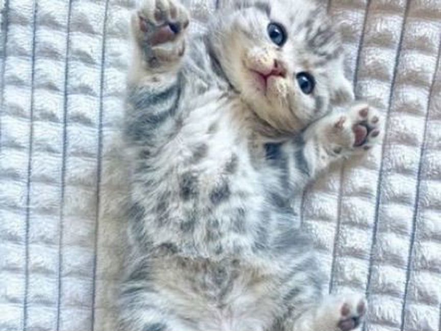 Вислоухие котята