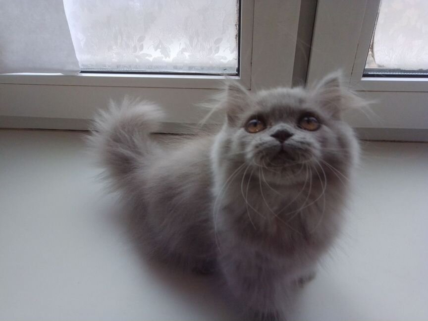 Манчкин. Котята коротколапые, девочки-таксы