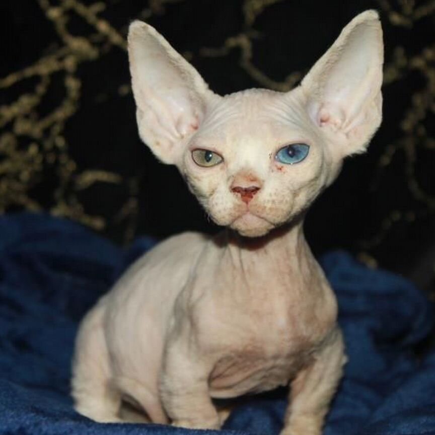 Эксклюзивный котик
