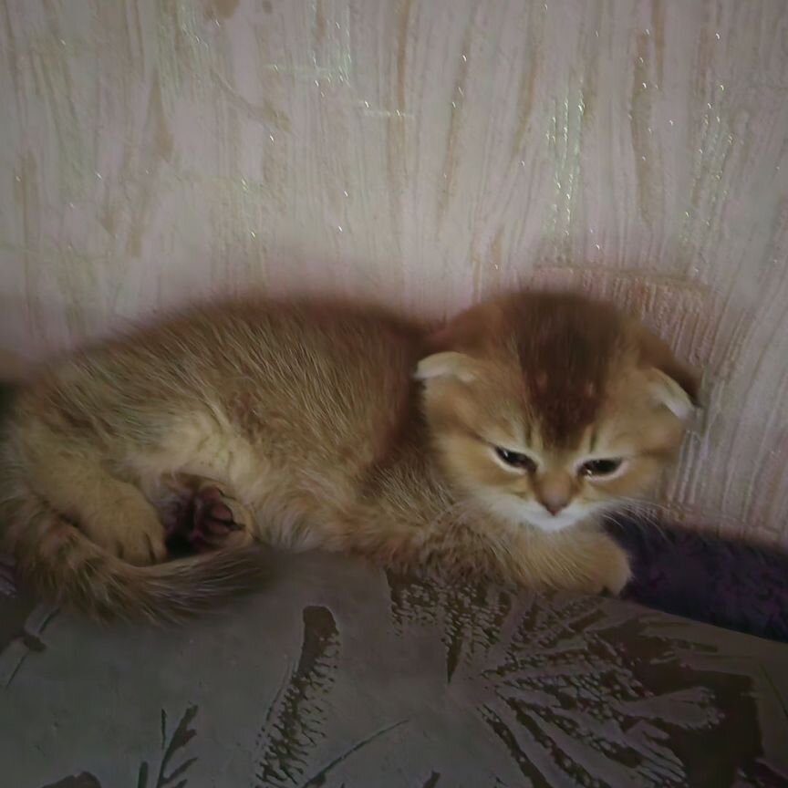 Котята золотая шиншилла самара
