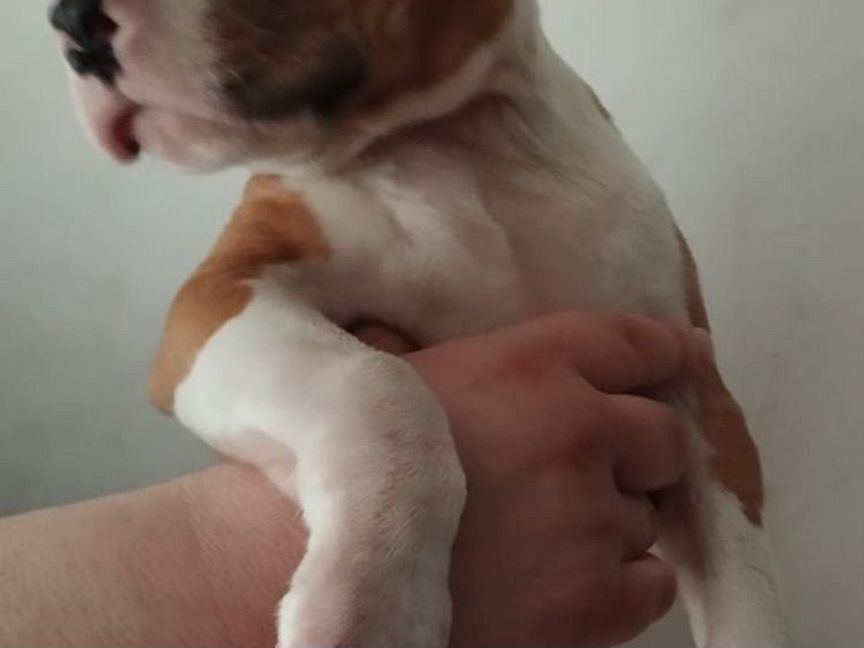 Стаффордширский терьер щенки щенок