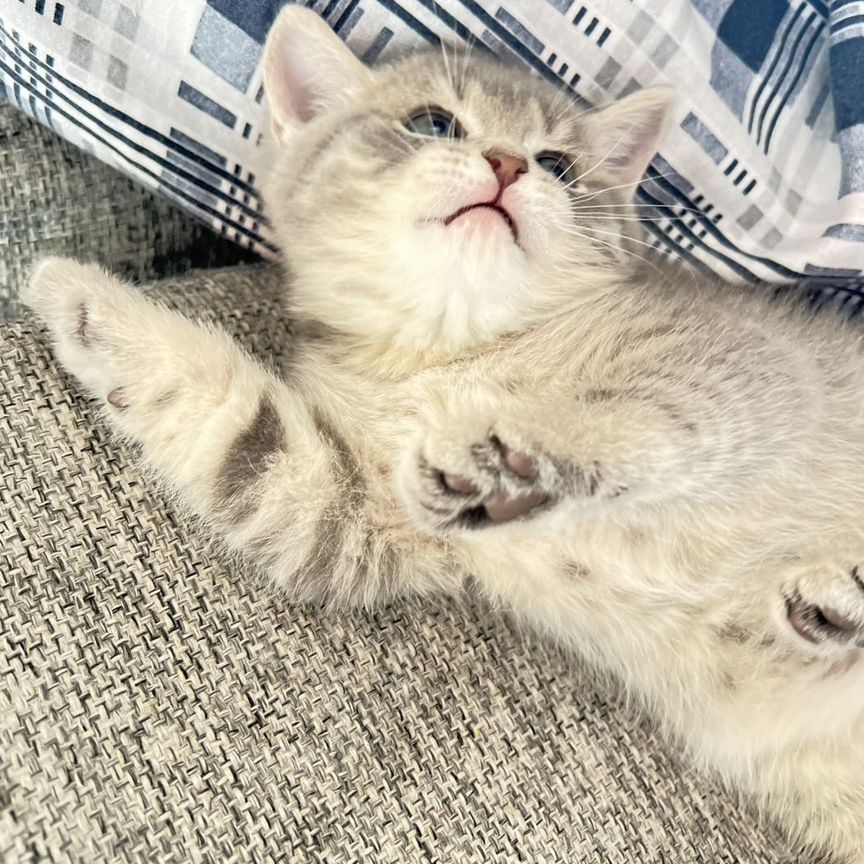 Британский короткошёрстный котёнок