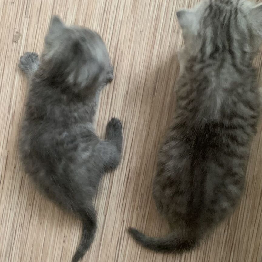 Шотландская