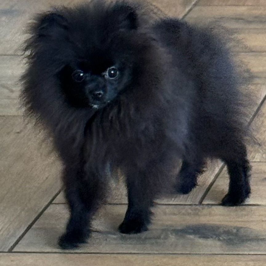 Померанский шпиц мини щенок