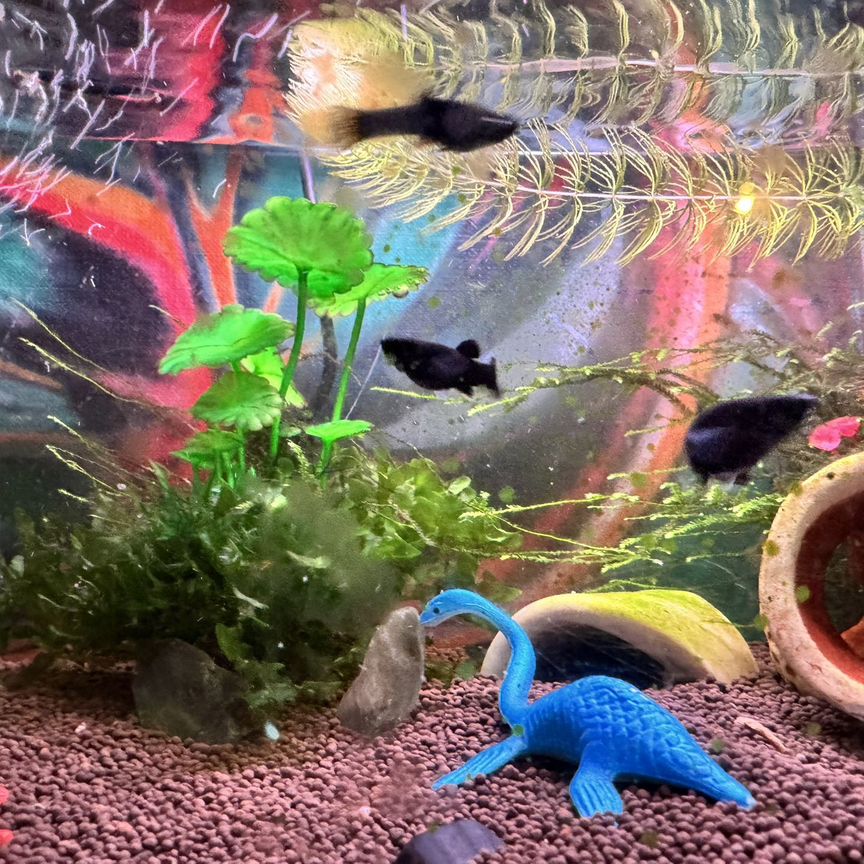 Молинезии черные