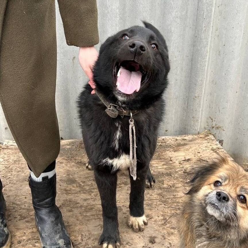 Щенок очень ищет семью