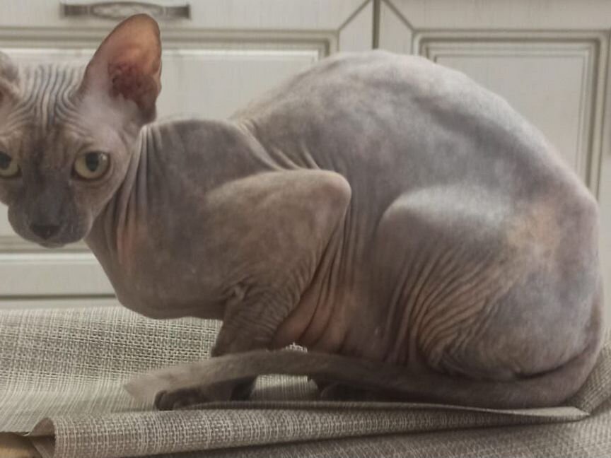 Канадский сфинкс